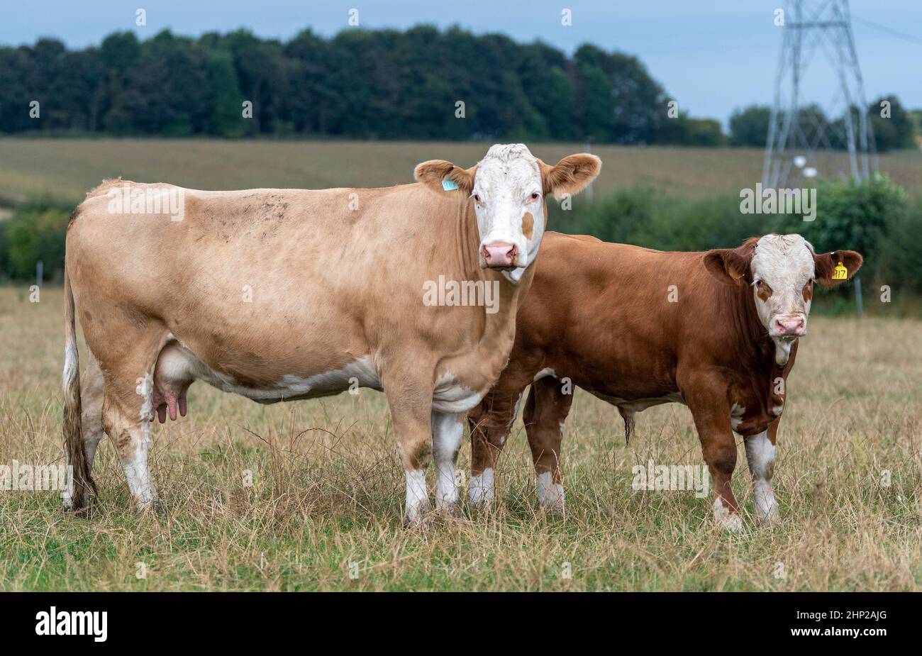 Herd of Simmental cows and calves on lowland pastures, North Yorkshire ...
