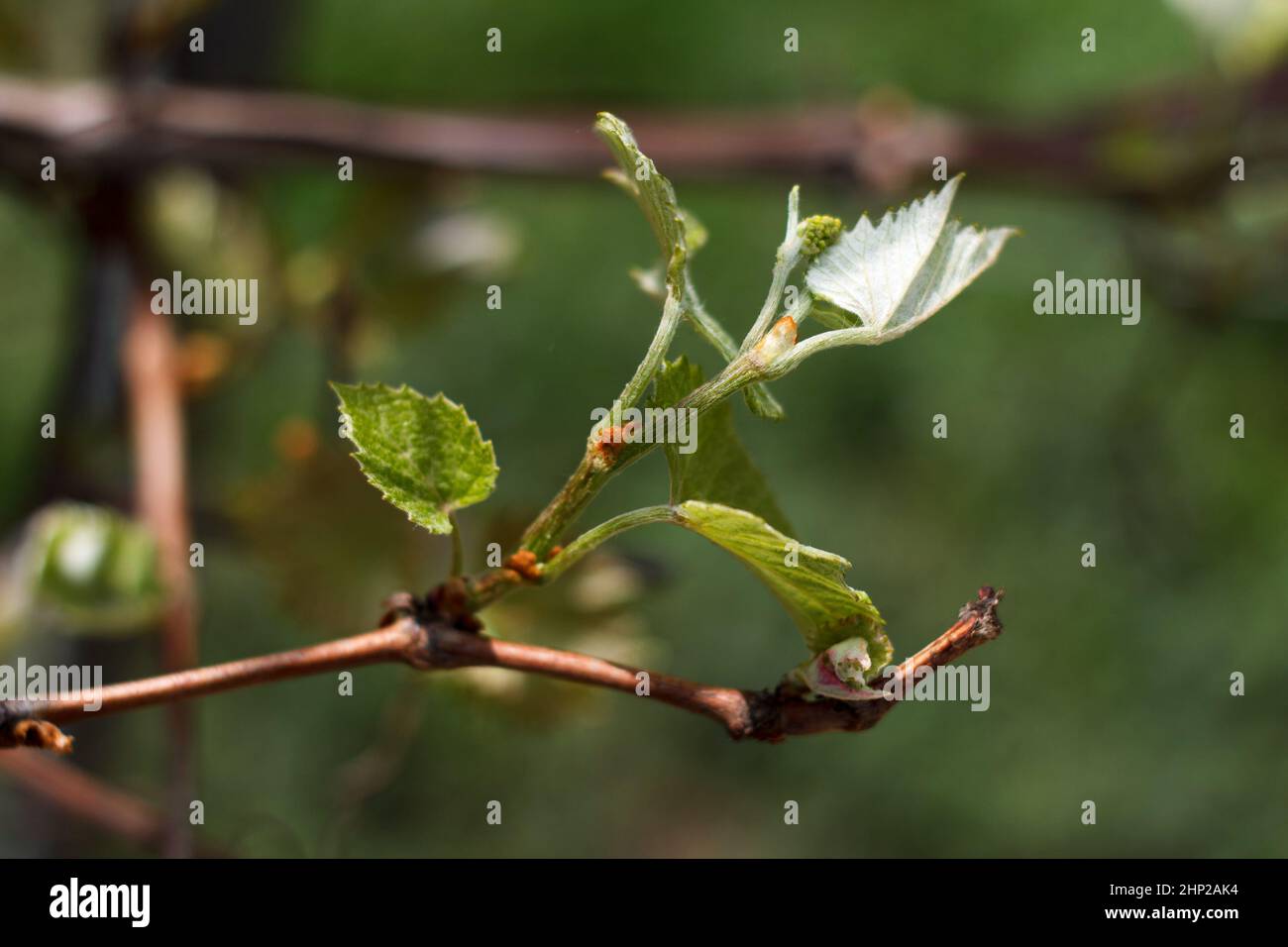 Spring blossoming rod branch close up on a green background Stock Photo ...