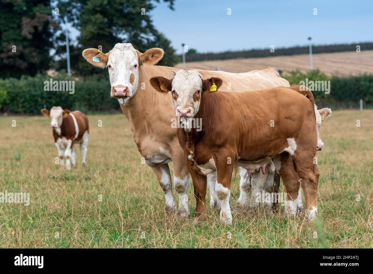 North yorkshire cows hi-res stock photography and images - Alamy