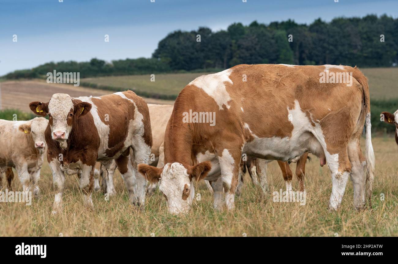 Herd of Simmental cows and calves on lowland pastures, North Yorkshire ...