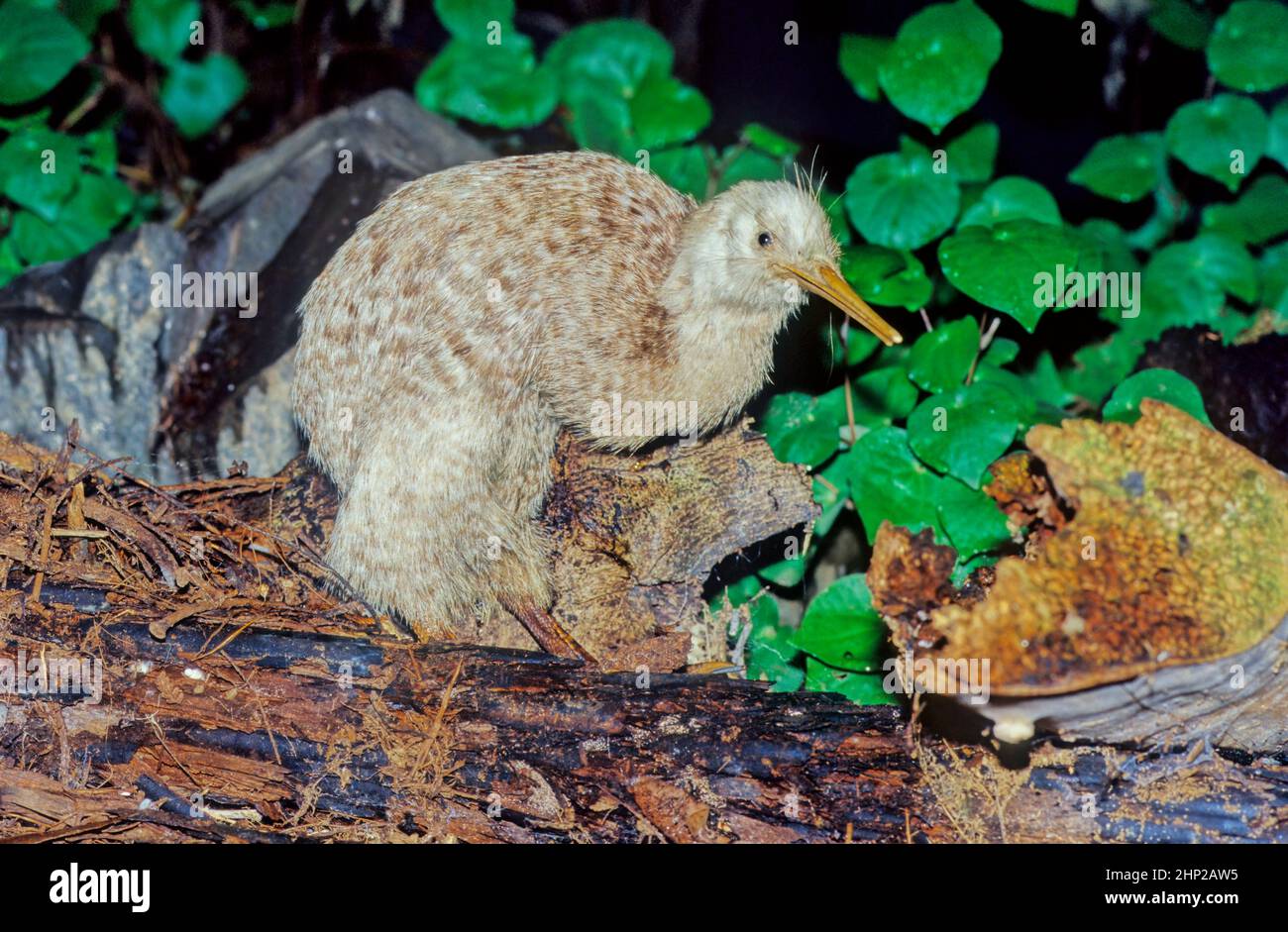 Kiwi, are flightless birds endemic to New Zealand of the genus Apteryx ...