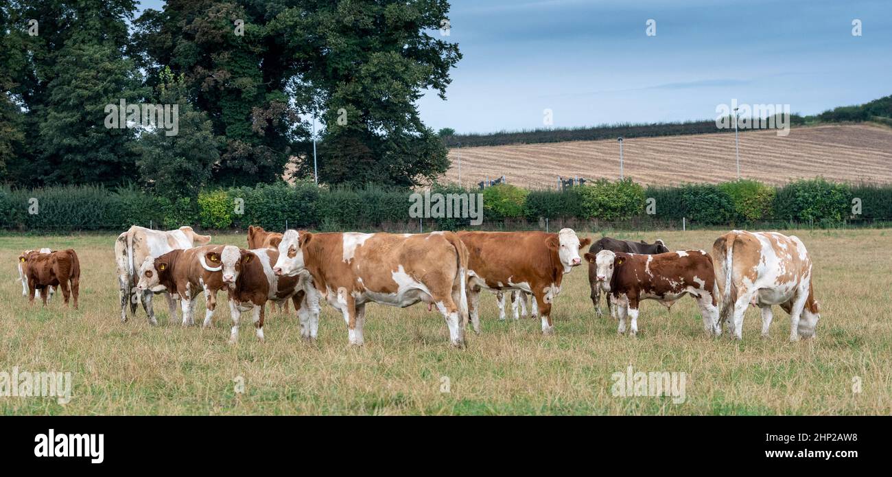 Herd of Simmental cows and calves on lowland pastures, North Yorkshire ...
