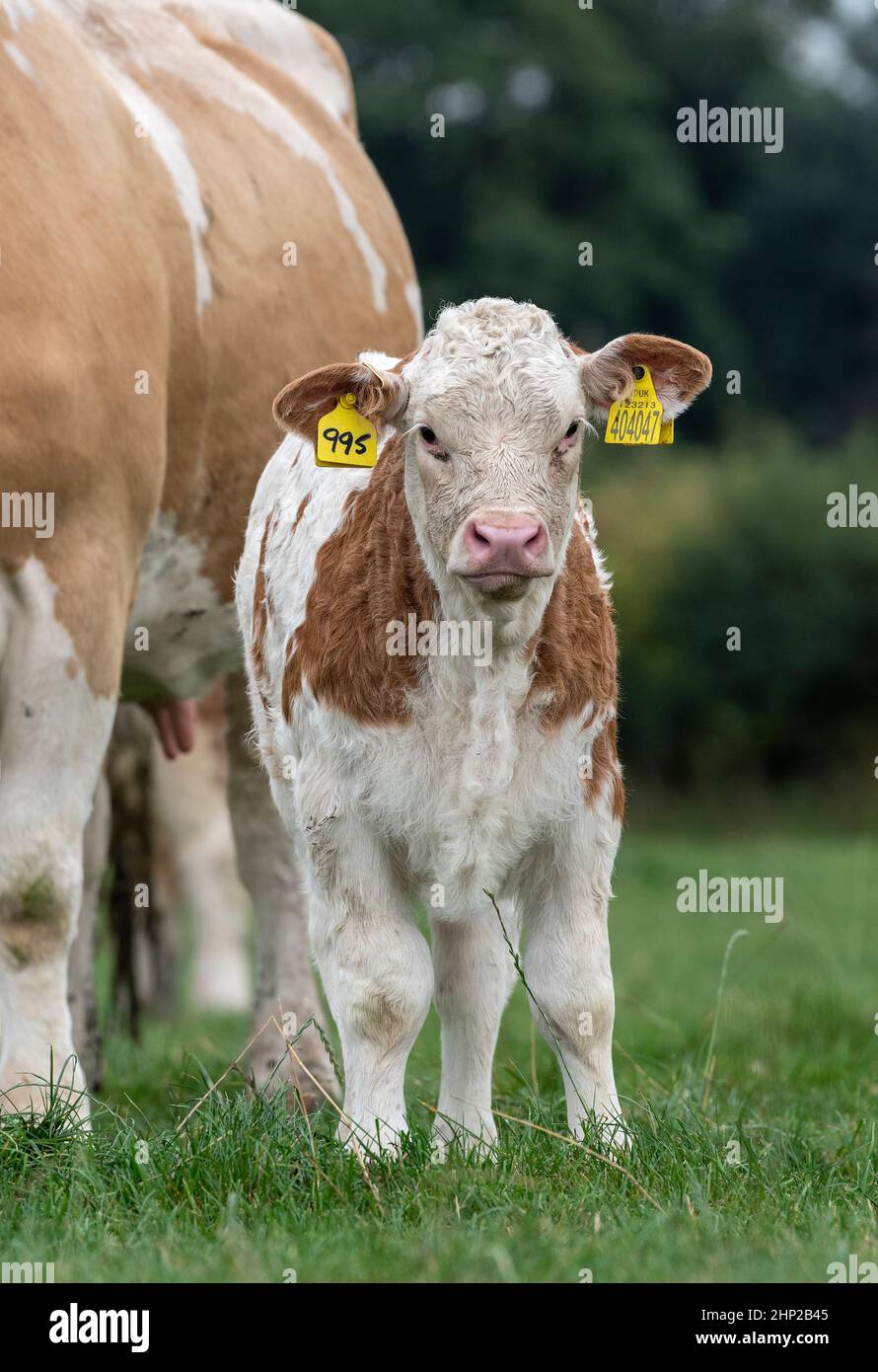 North yorkshire england uk cattle hi-res stock photography and images ...