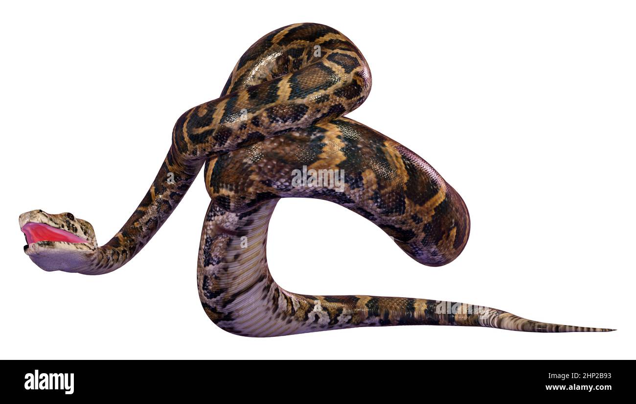 3D rendering of a Burmese python or Python bivittatus, one of the ...