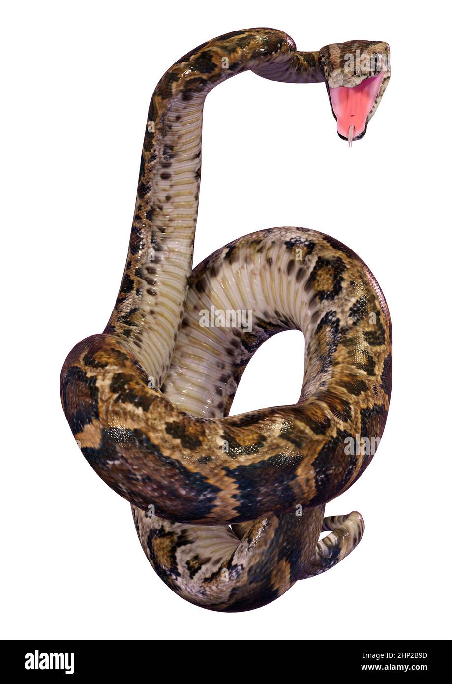 3D rendering of a Burmese python or Python bivittatus, one of the ...