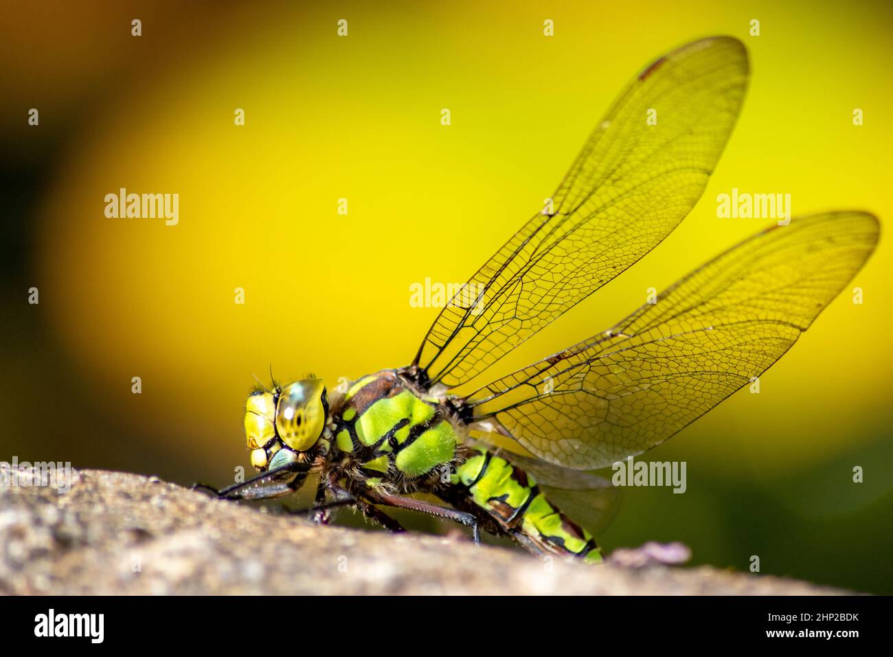 Wild dragonfly species hi-res stock photography and images - Alamy