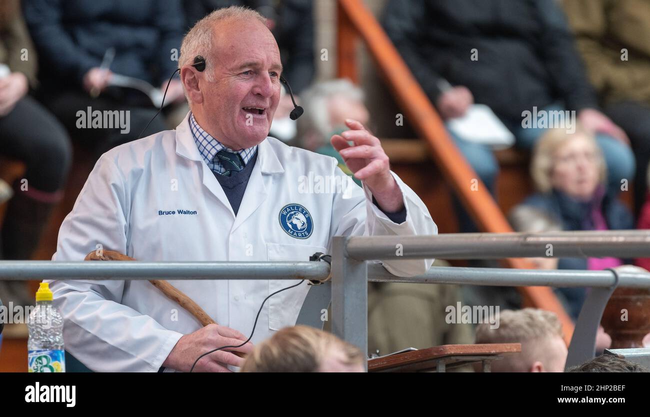 Auctioneer in the rostrum selling at a livestock sale, Castle Douglas ...