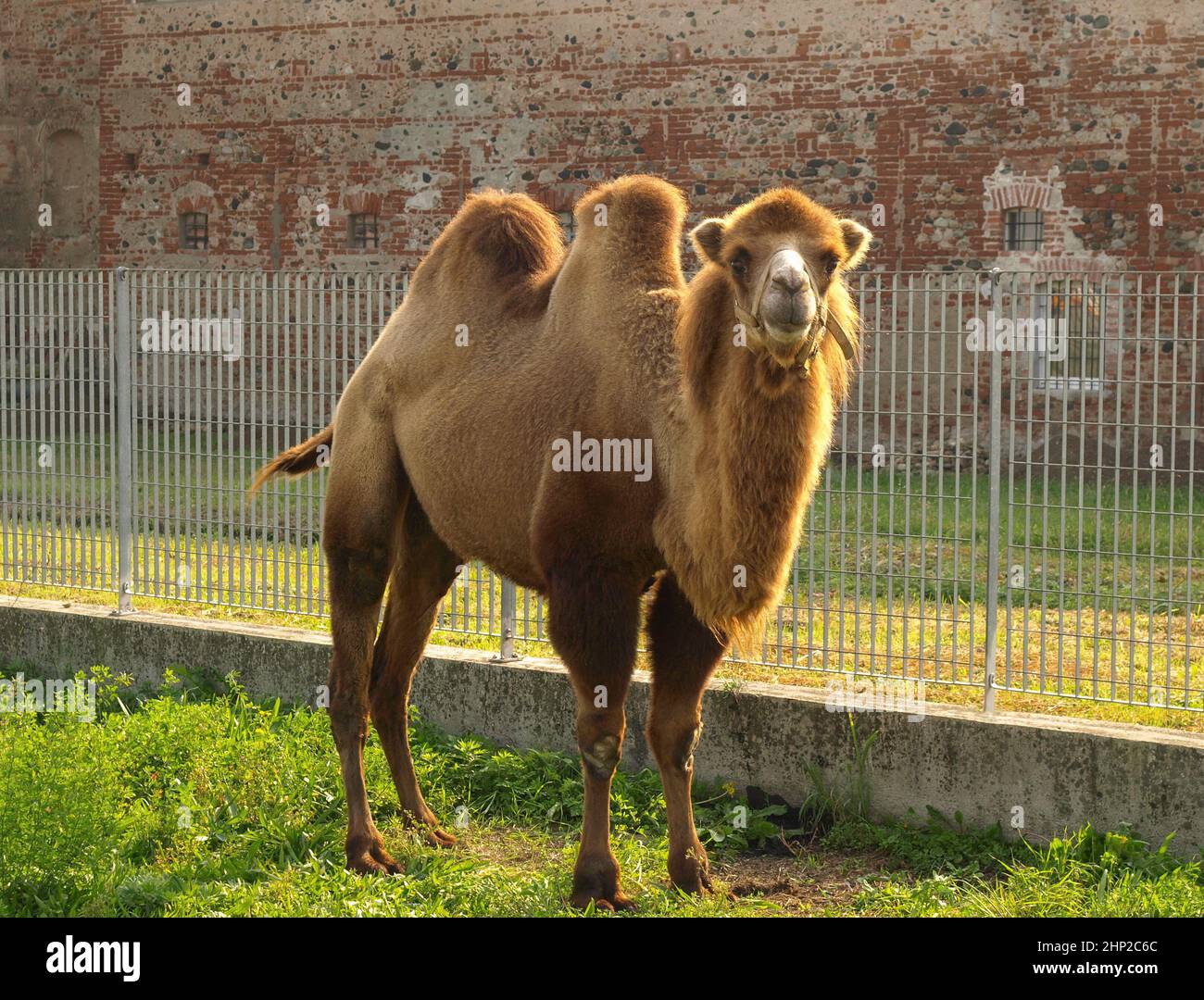 bactrian camel (scientific name Camelus bactrianus) of animal class ...