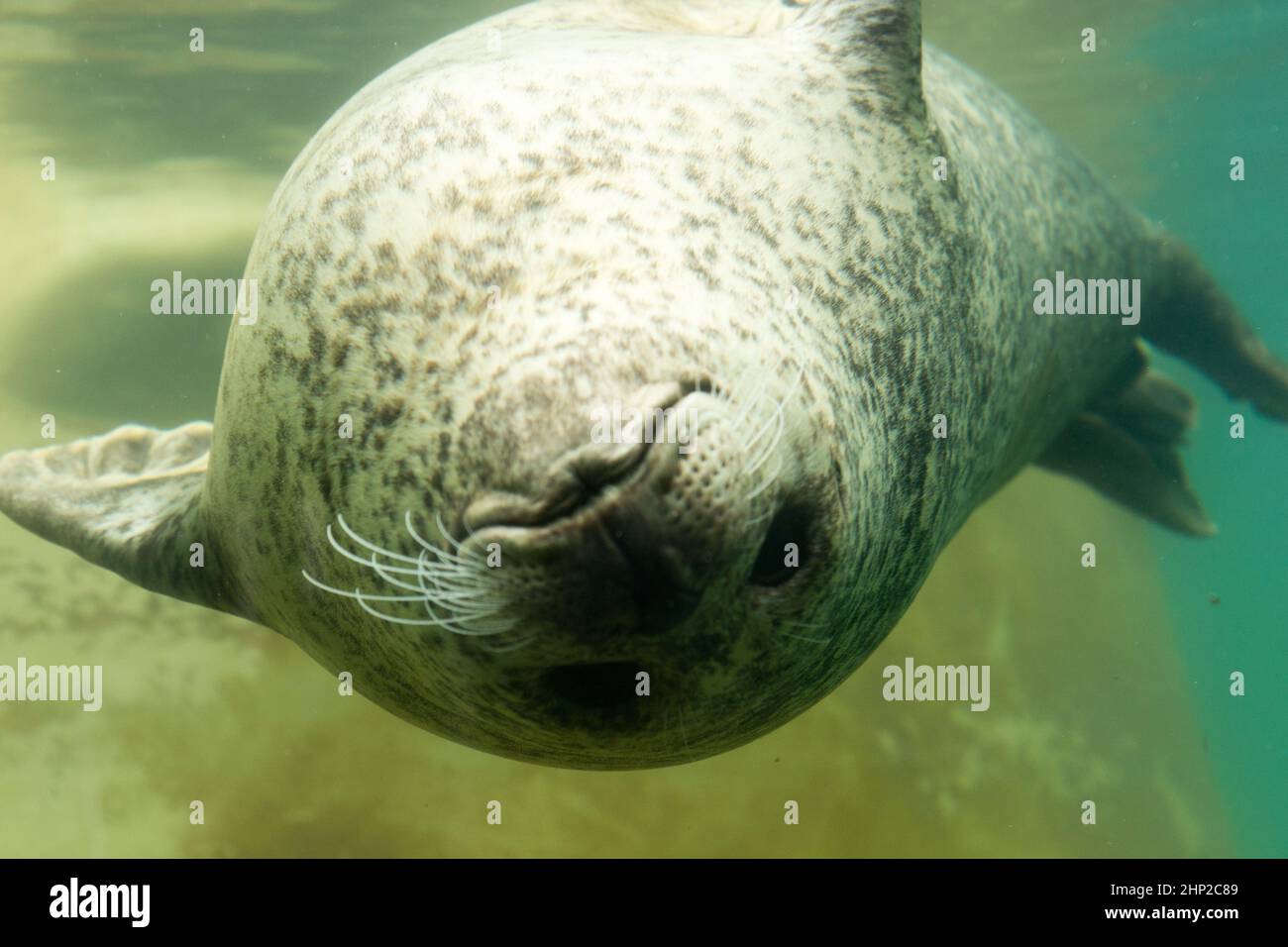 A seal interacting with a human Stock Photo - Alamy