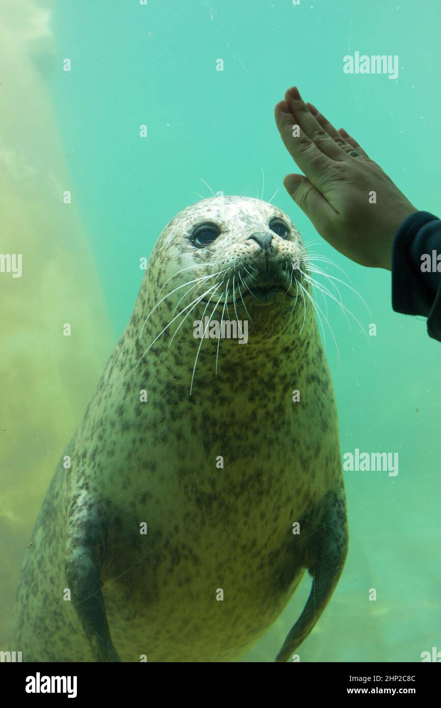 A seal interacting with a human Stock Photo - Alamy