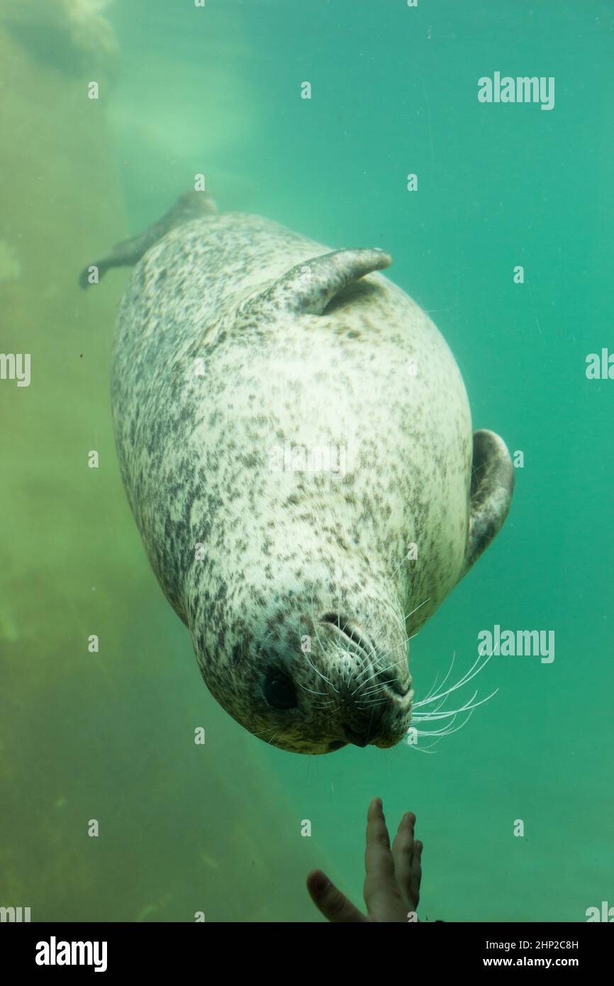 Human interacting with animal hi-res stock photography and images - Alamy