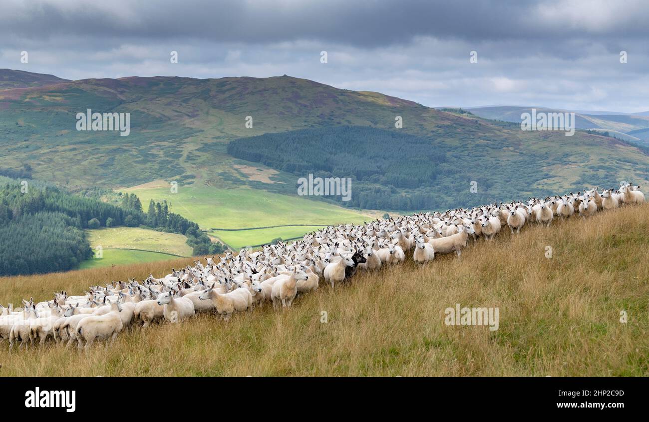 Flock of Cheviot mule ewes on upland pasture in the Scottish Borders ...