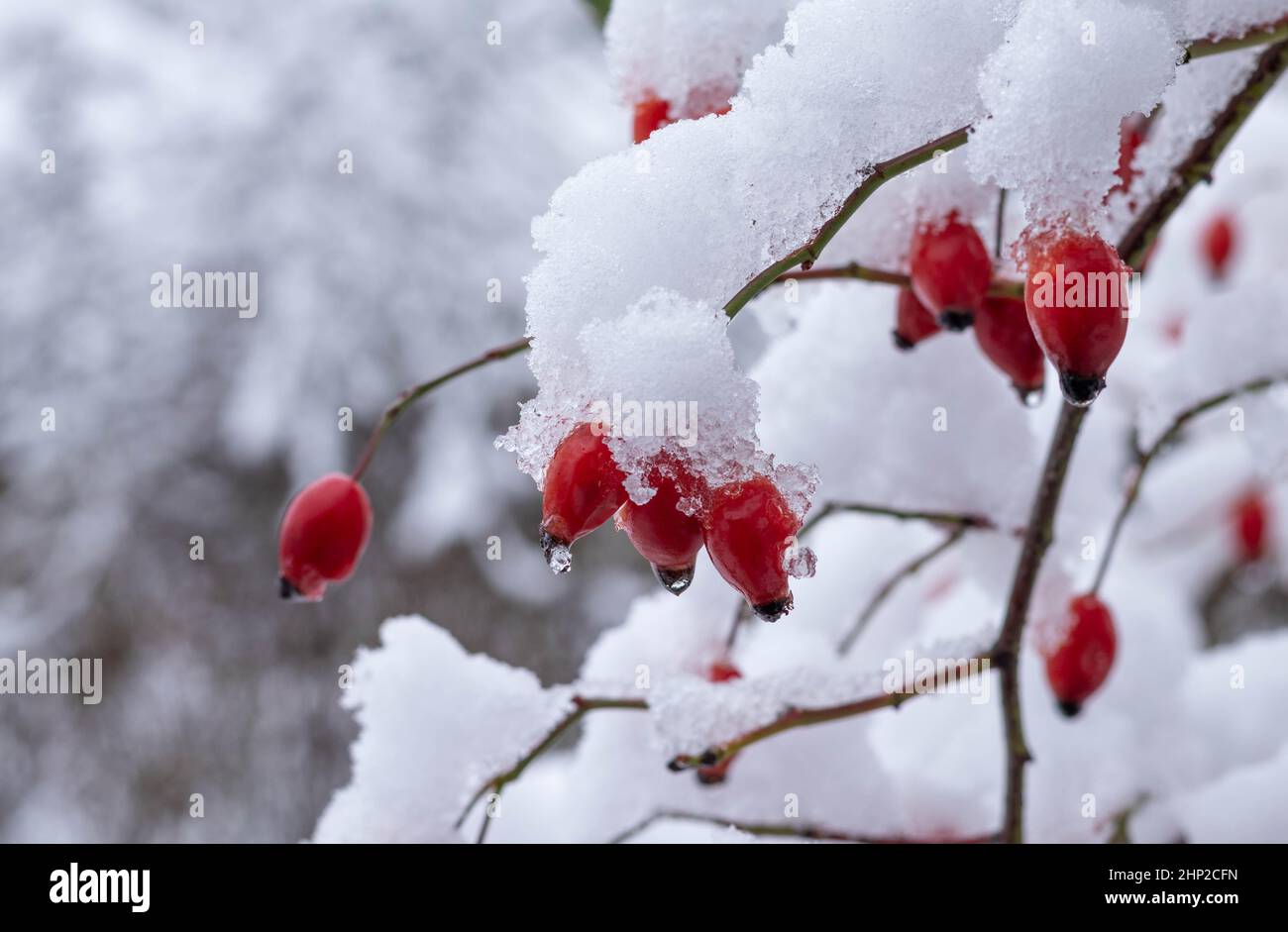 Fruits covered by snow hi-res stock photography and images - Alamy