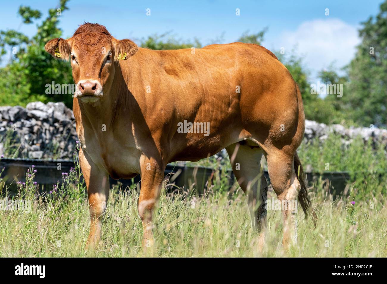 Limousin countryside hi-res stock photography and images - Alamy