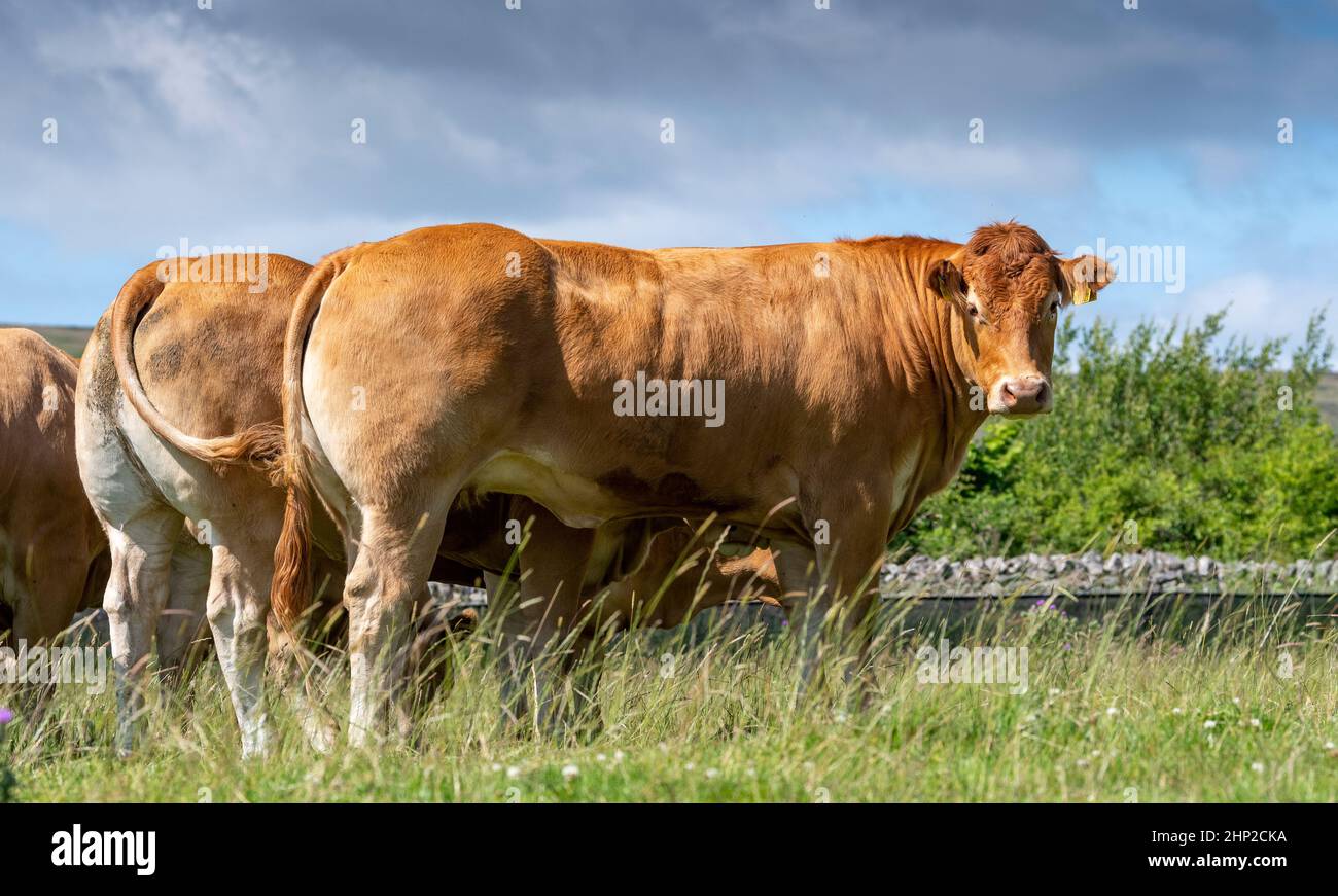 Limousin heifers in upland pasture, Forest of Bowland, Lancashire, UK ...