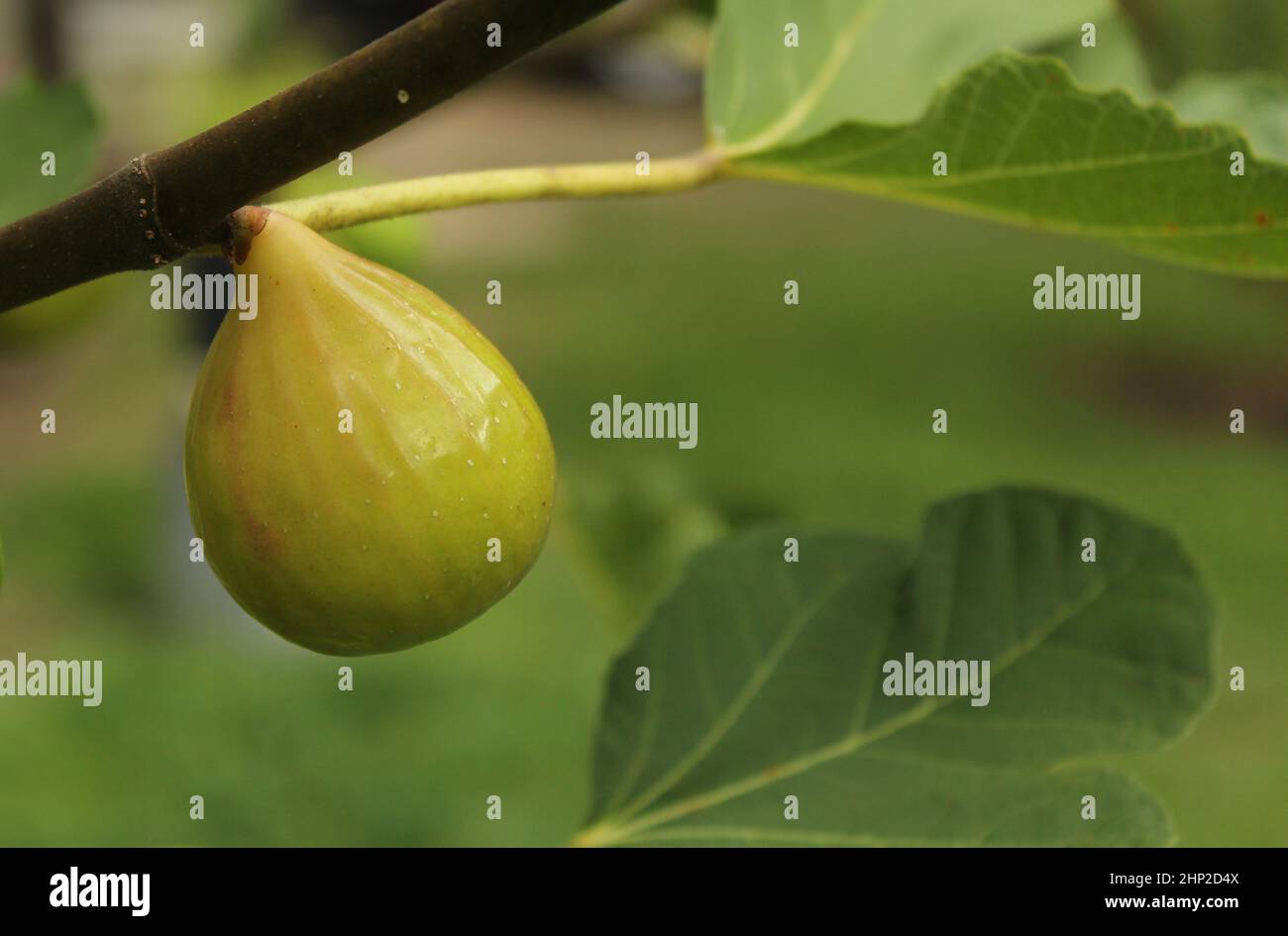 Kadota fig tree hi-res stock photography and images - Alamy