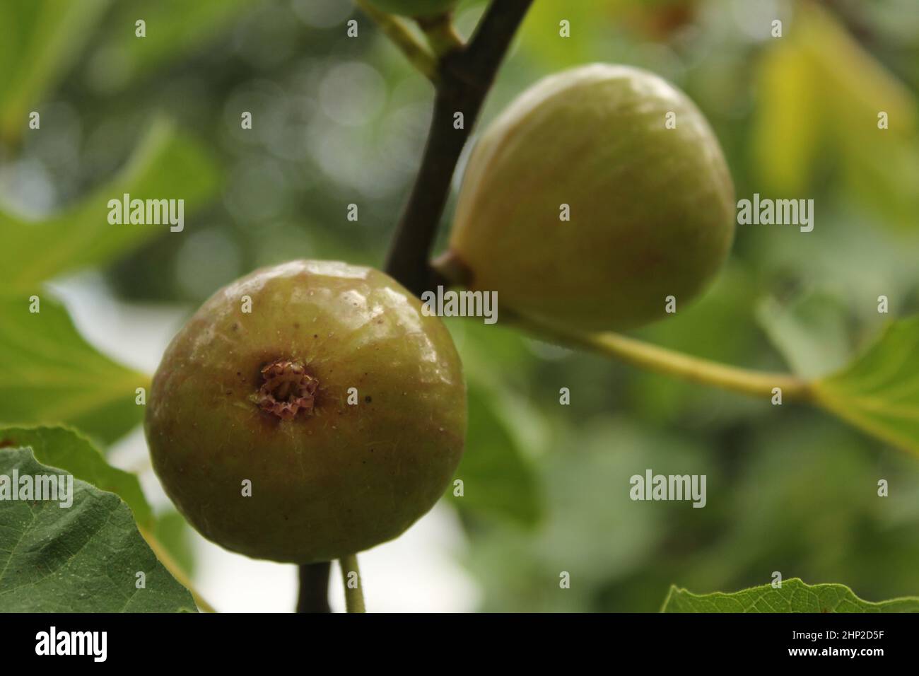 Kadota fig tree hi-res stock photography and images - Alamy