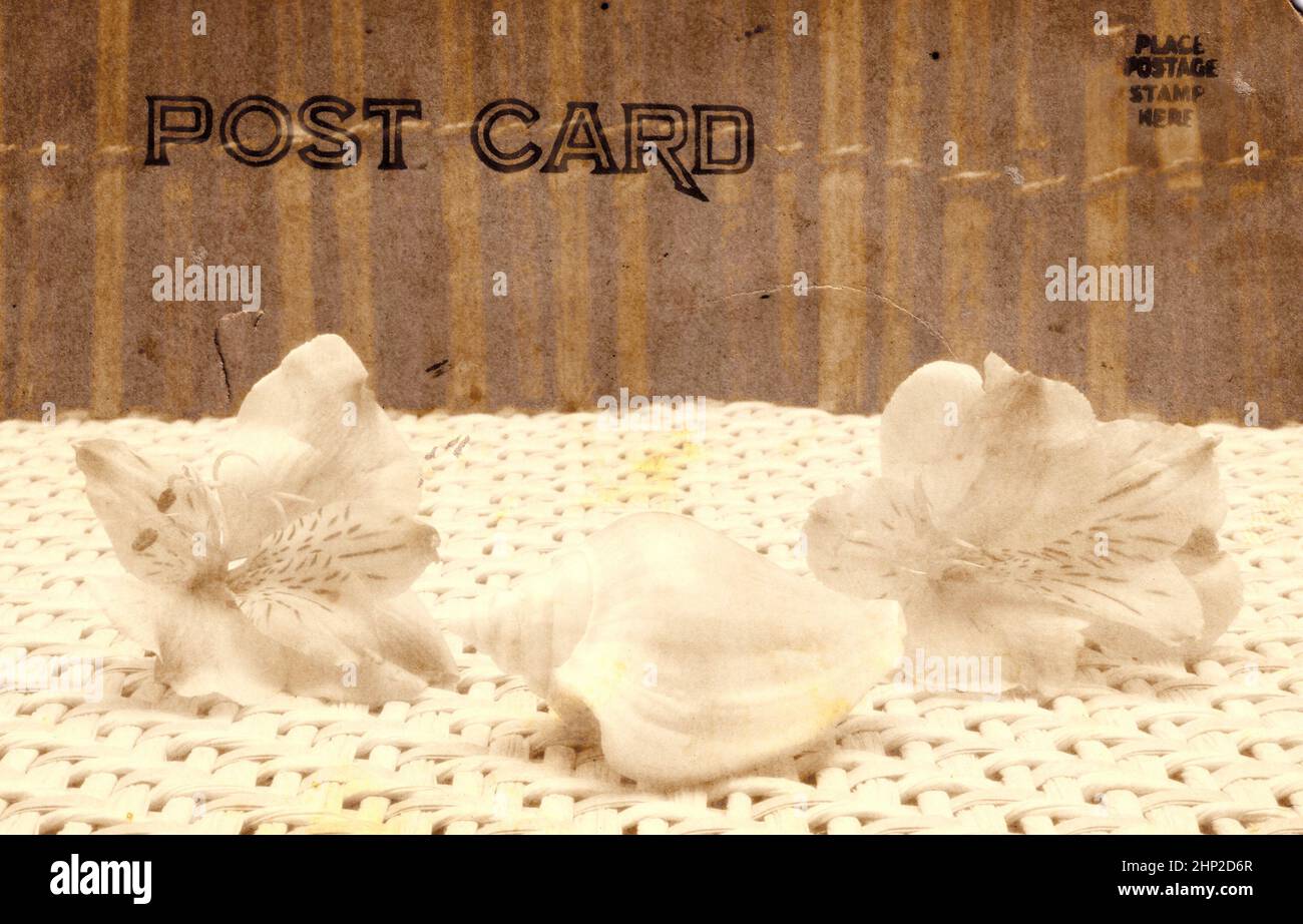 Vintage Grunge Style Postcard with Sea Shells and Flowers Stock Photo ...