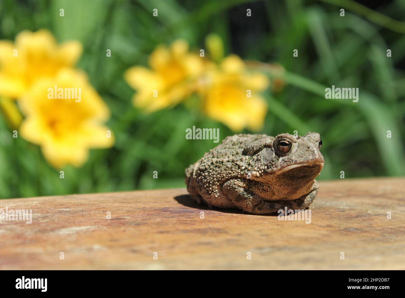 Texas Toad Anaxyrus speciosus in Flower Garden With Blurred Flowers in ...
