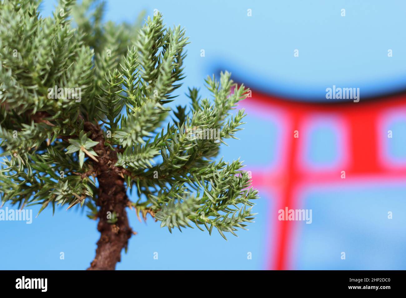 Bonsai with shallow pot hi-res stock photography and images - Alamy
