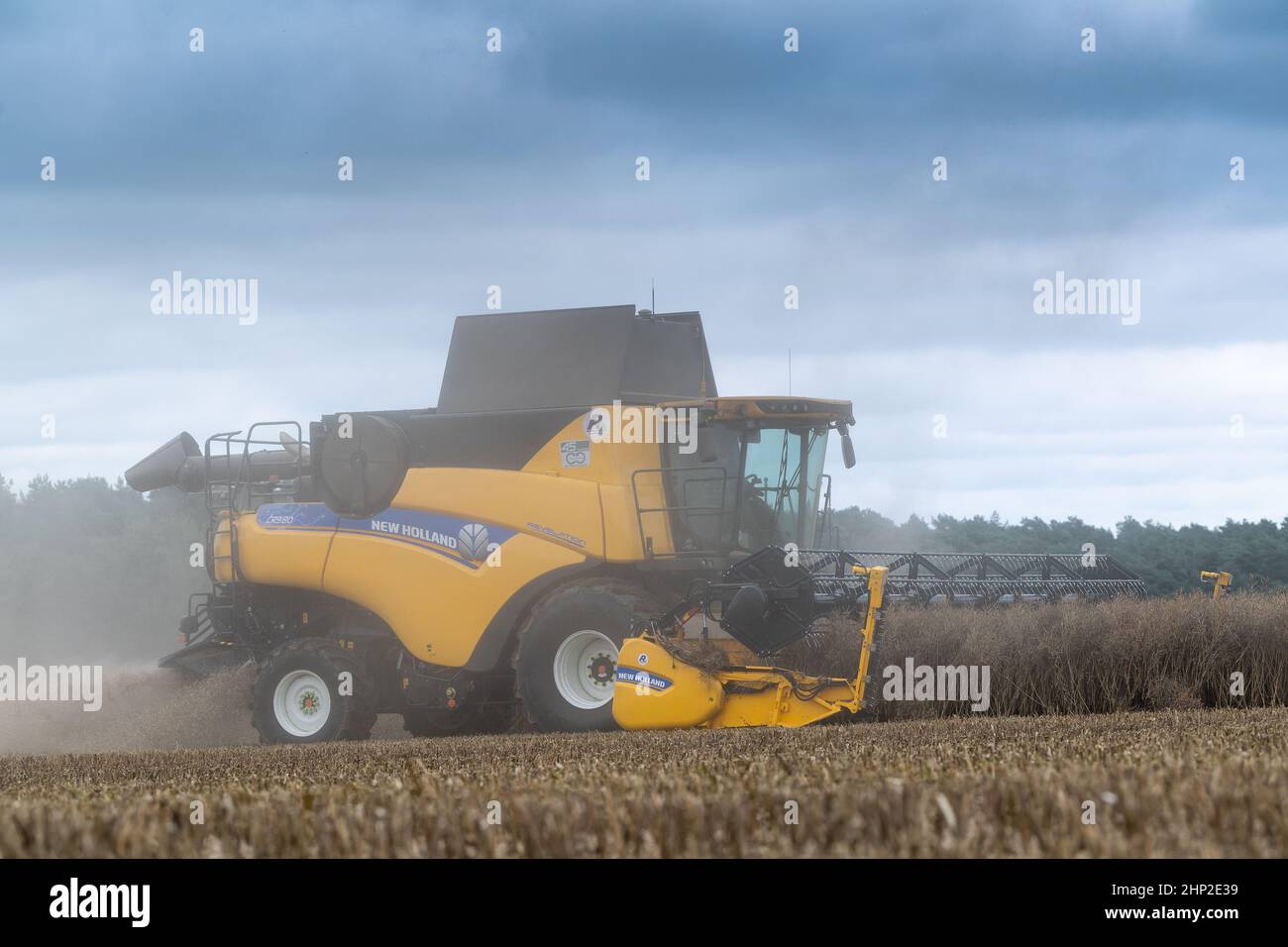 Combining a crop of Oilseed Rape with a New Holland CR9.80 combine in ...