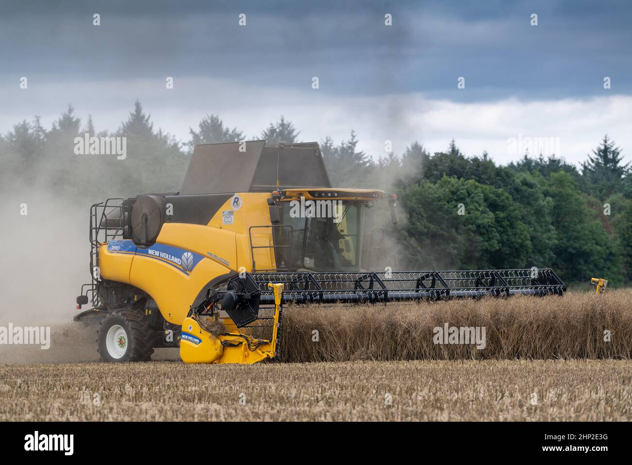 Combining a crop of Oilseed Rape with a New Holland CR9.80 combine in ...