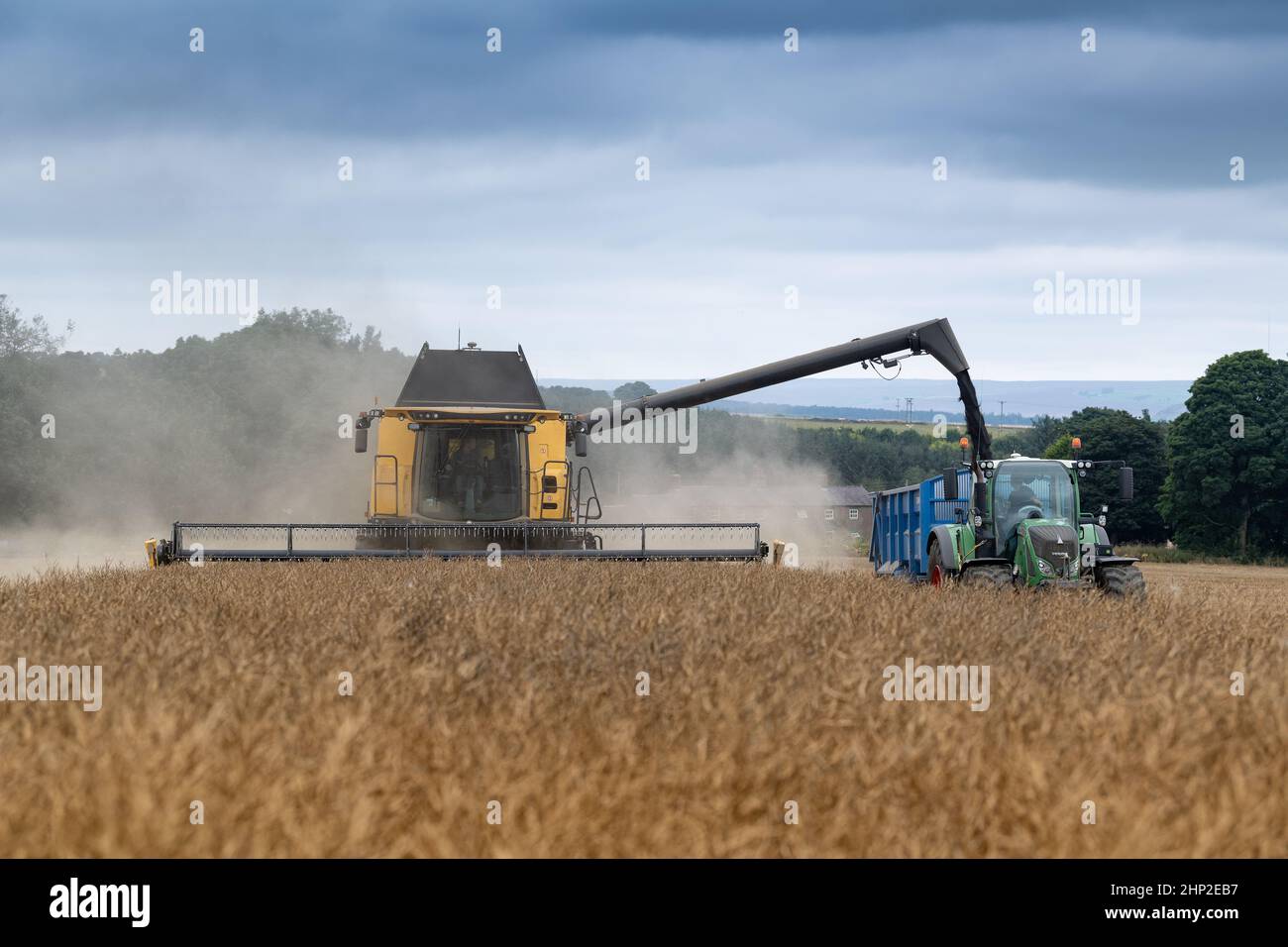 New Holland combine filling a trailer pulled by a Fendt tractor with ...