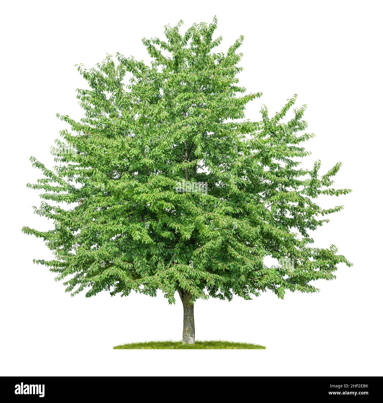 Isolated cherry tree on a white background Stock Photo - Alamy