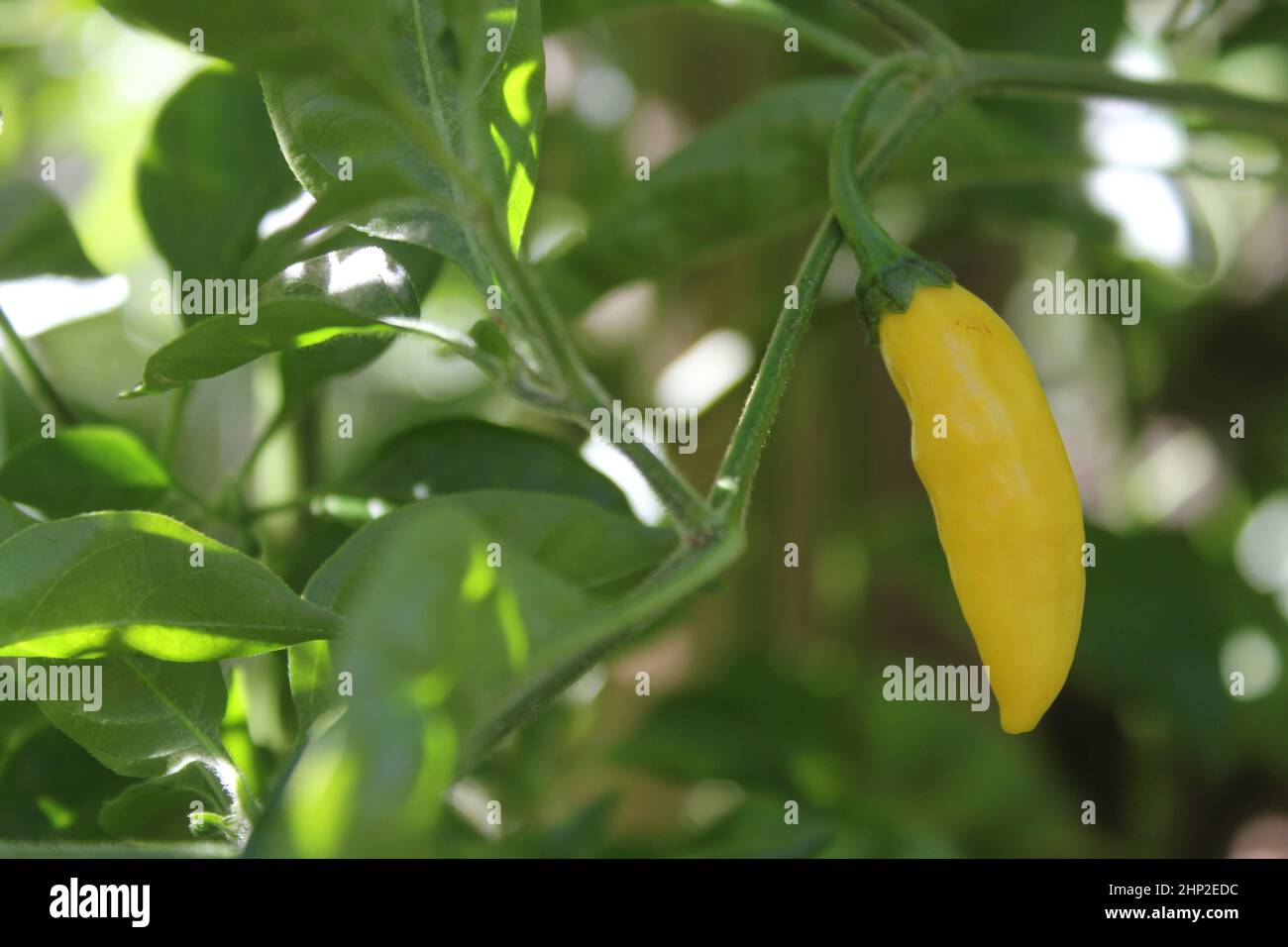 Ripe Lemon Drop Pepper from Peru Aji Limo Capsicum frutescens L Stock ...