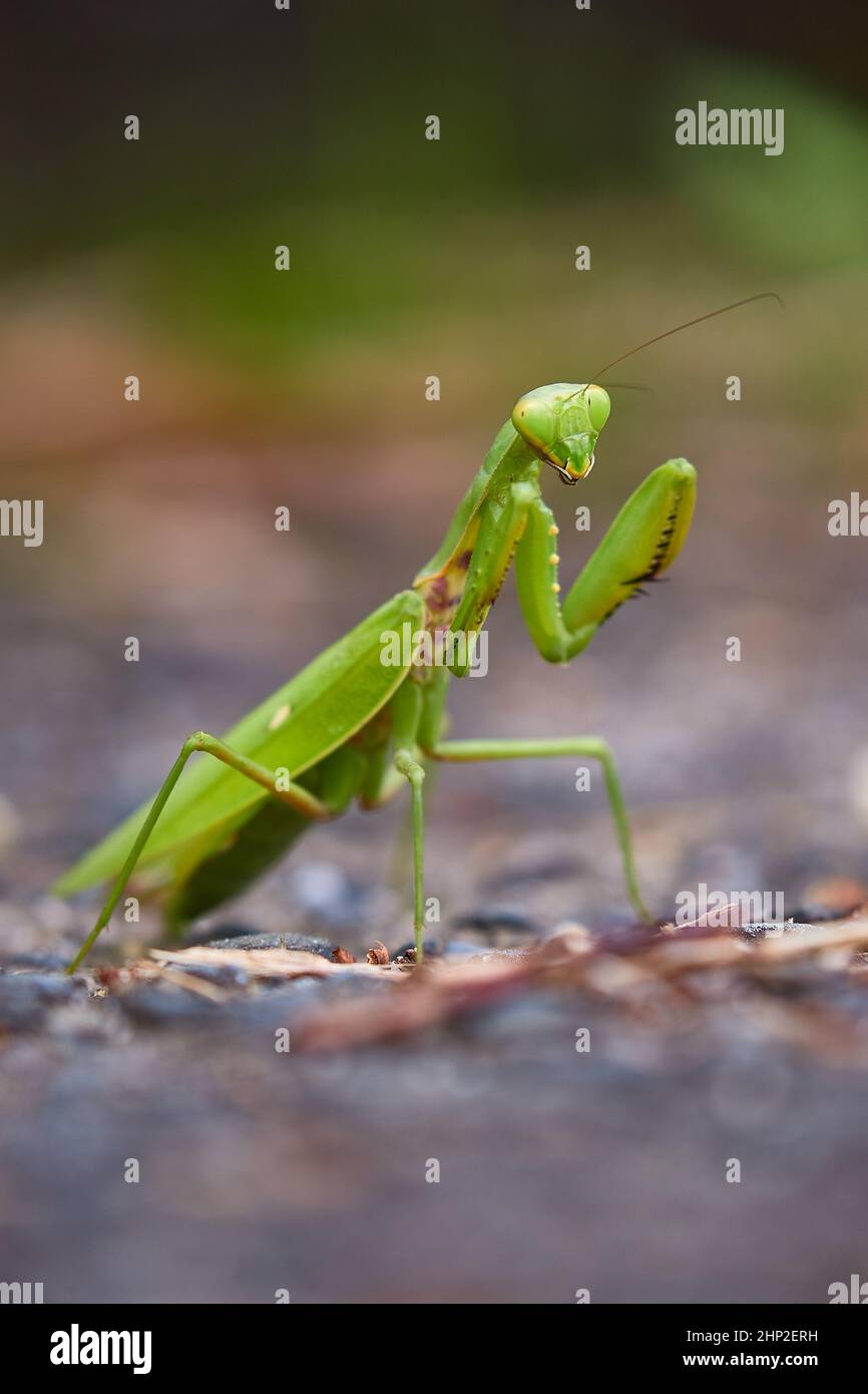 Japanese giant mantis in standing posture Stock Photo - Alamy
