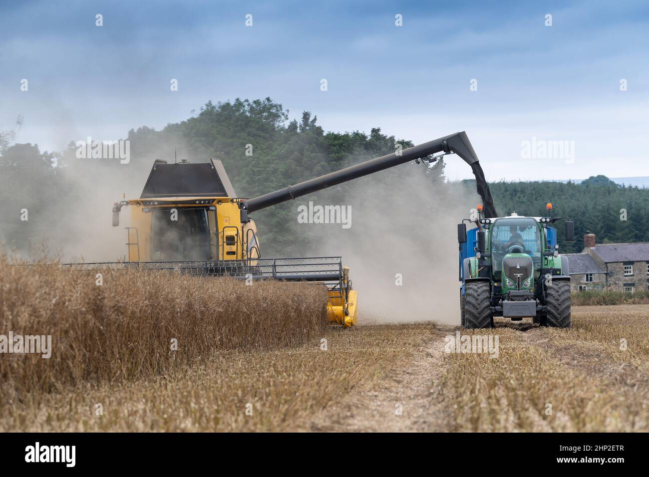 New Holland combine filling a trailer pulled by a Fendt tractor with ...