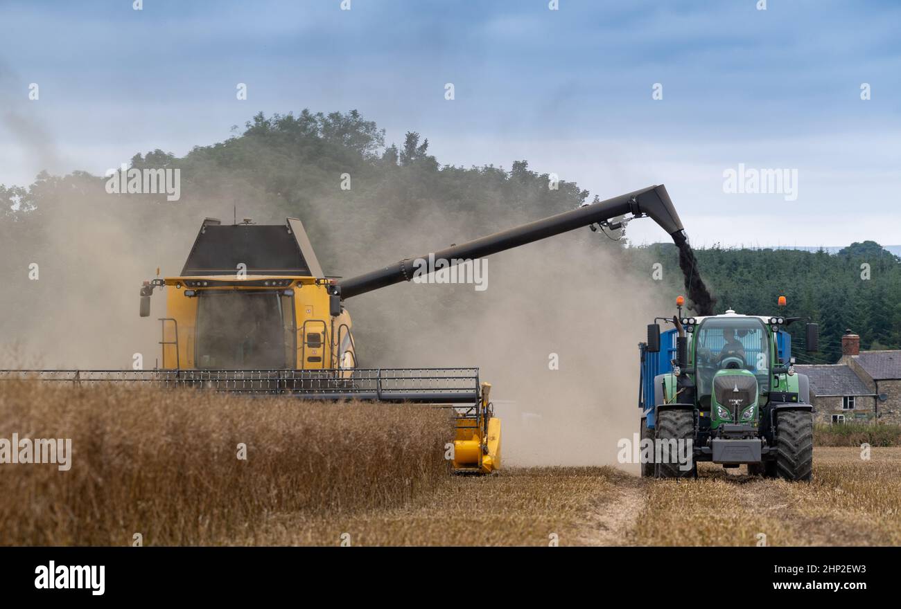 New Holland combine filling a trailer pulled by a Fendt tractor with ...