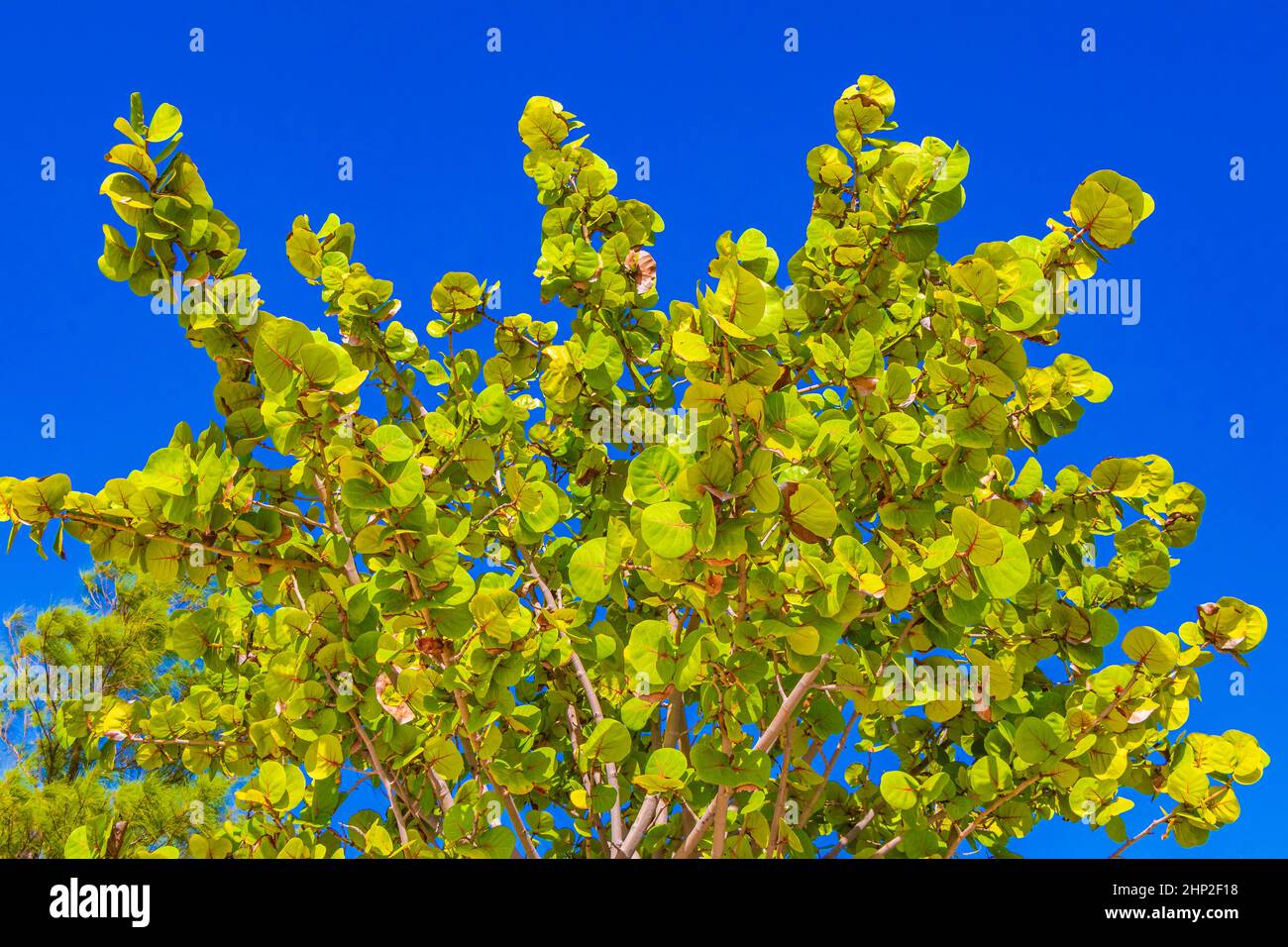 Tropical natural mexican tree with blue sky background at Punta ...