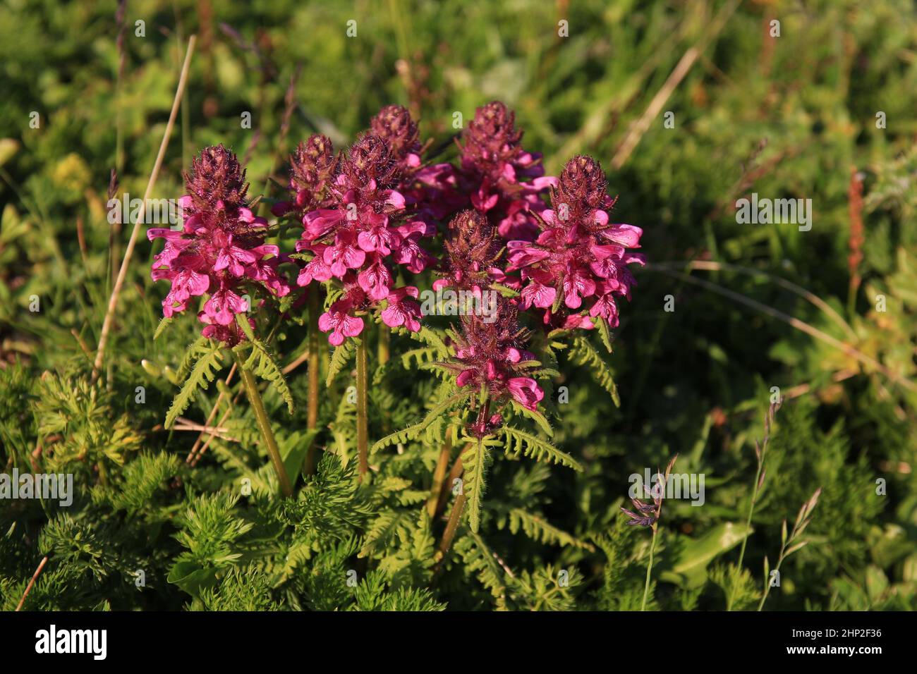 Whorled leaves hi-res stock photography and images - Alamy