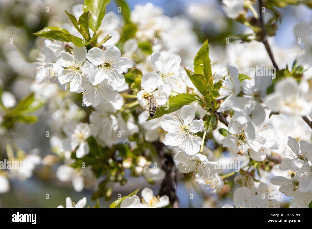 A bee collects pollen in flowers of a old sour cherry tree Stock Photo ...