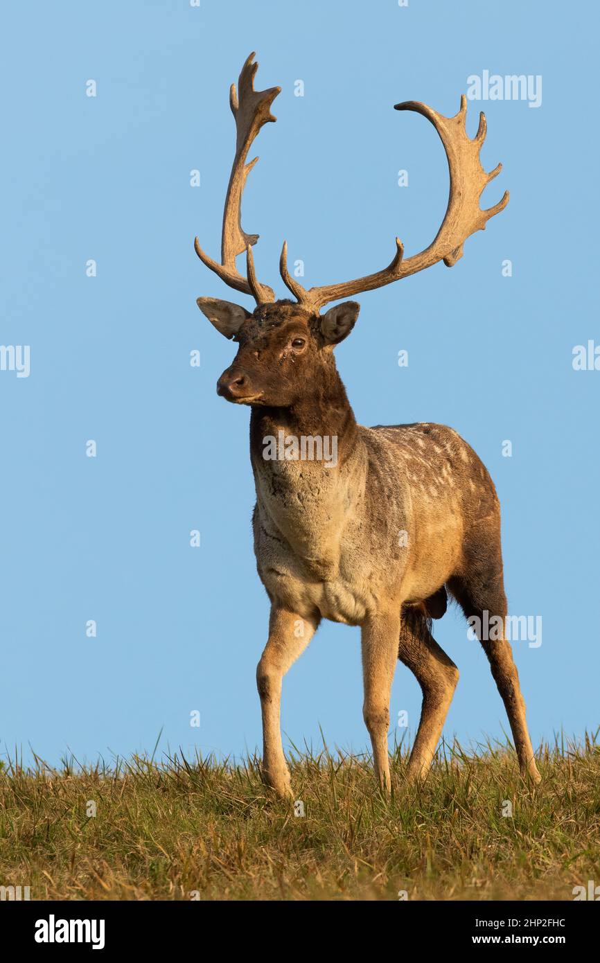 Fallow deer, dama dama, standing on grass with blue sky in vertical ...
