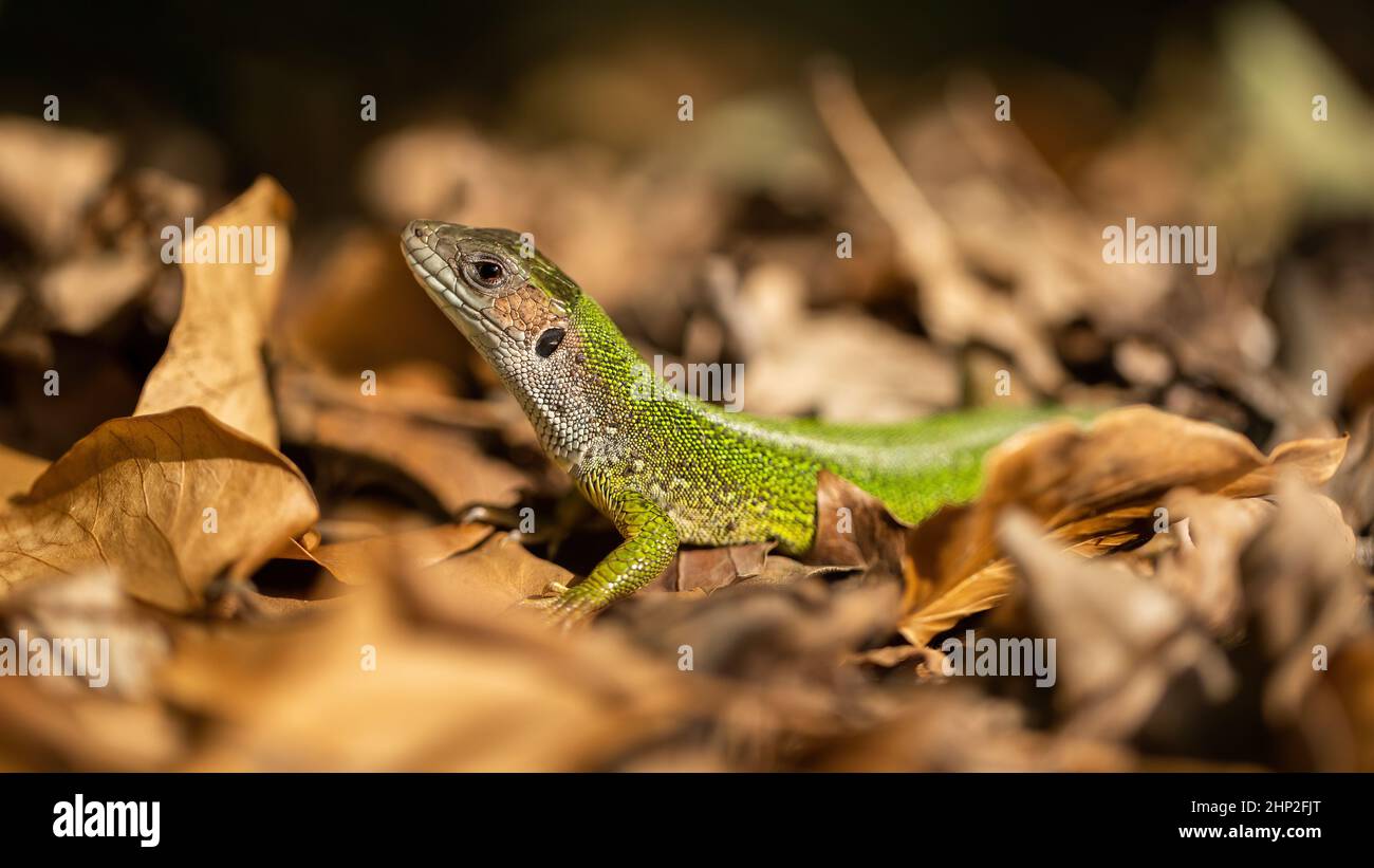 European green lizard, lacerta viridis, looking on leaves in autumn ...