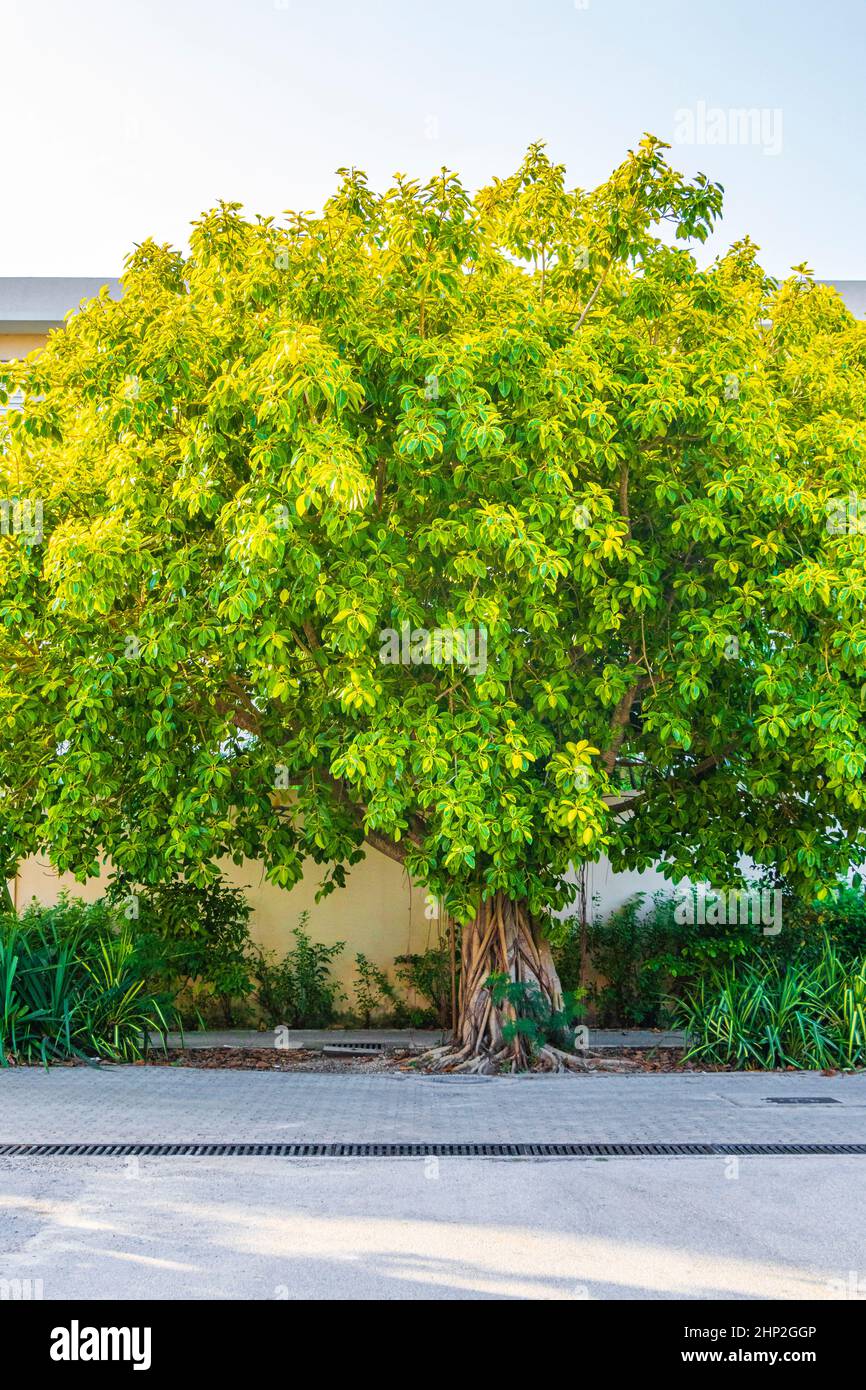 Big huge tropical tree in natural pedestrian walkways of Playa del ...