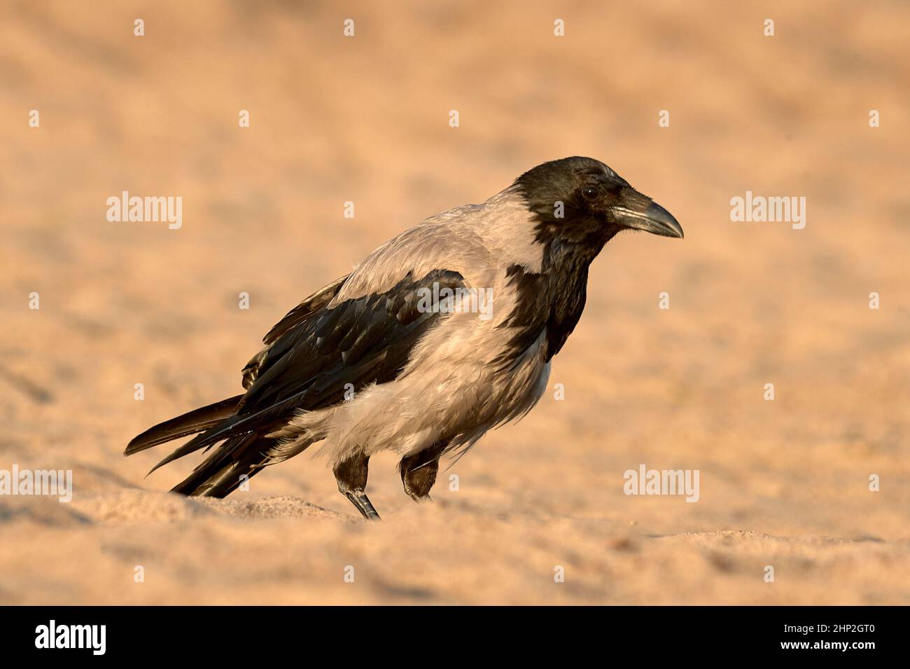 Crow stands hi-res stock photography and images - Alamy