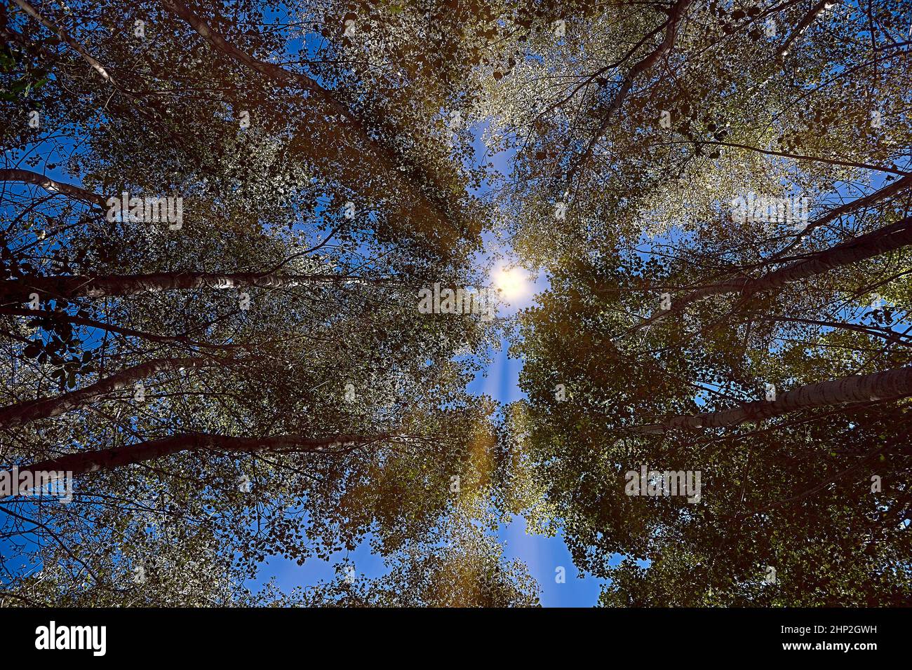 Rays of sunlight between a group of large trees seen from below. Bright ...