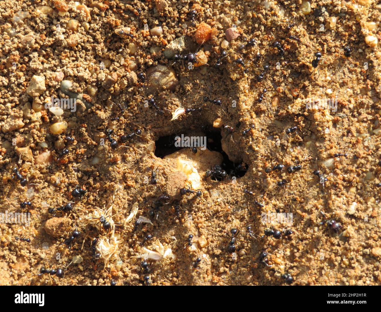 anthill full of tiny insect ants many workers Stock Photo - Alamy