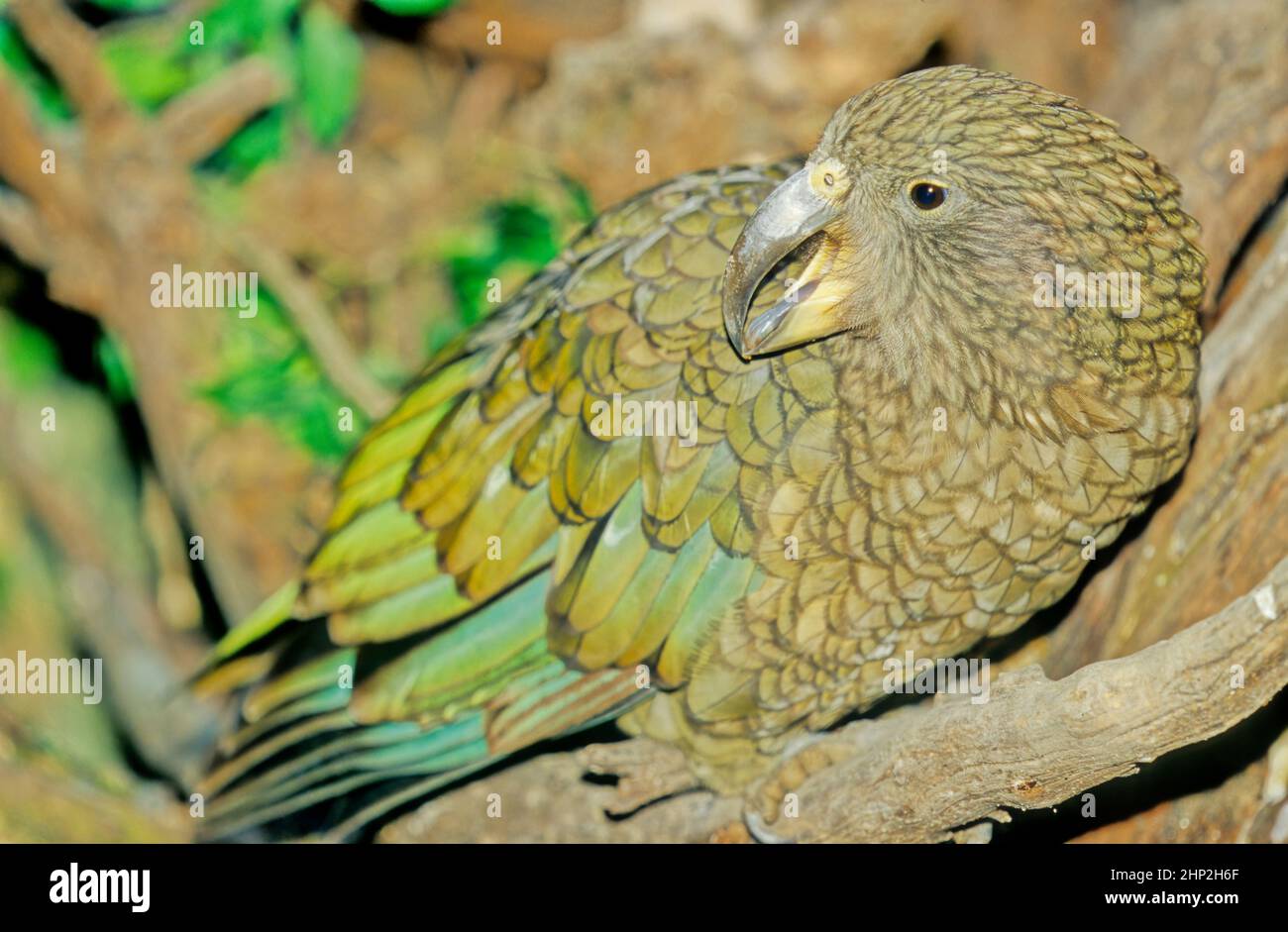 Kea farm hi-res stock photography and images - Alamy