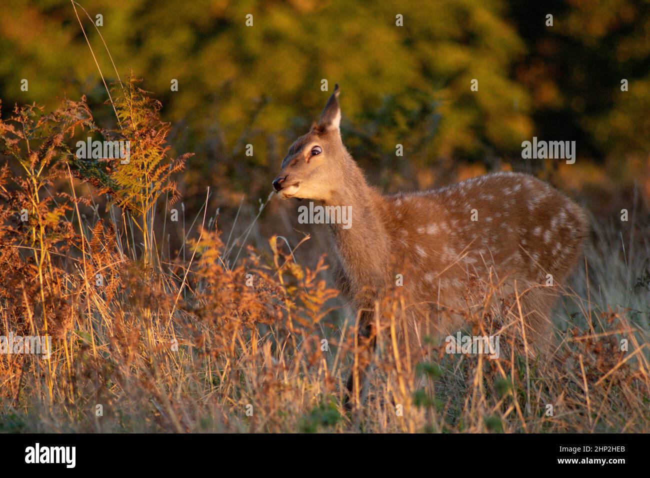 Deer in ecosystem hi-res stock photography and images - Alamy