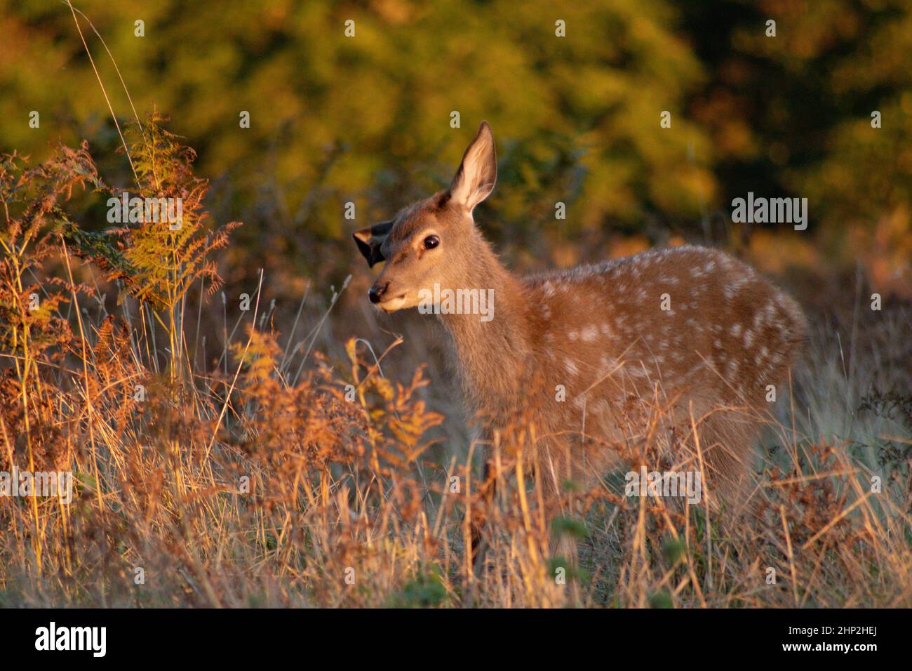 Young Deer in the Sun Stock Photo - Alamy