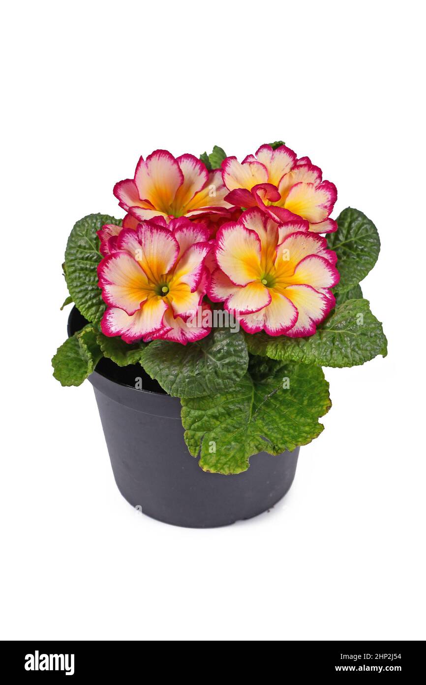 Potted 'Primula Acaulis Scentsation' primrose flowers on white ...