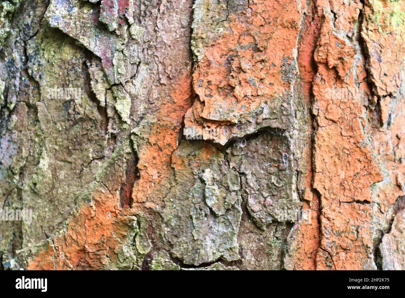 Close up surface of colorful tree bark sprayed with graffiti paint ...