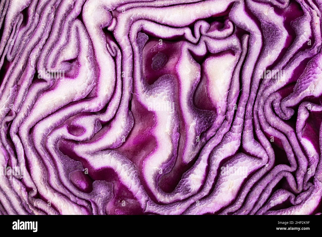 Red cabbage texture closeup. Cut red cabbage background top view Stock ...