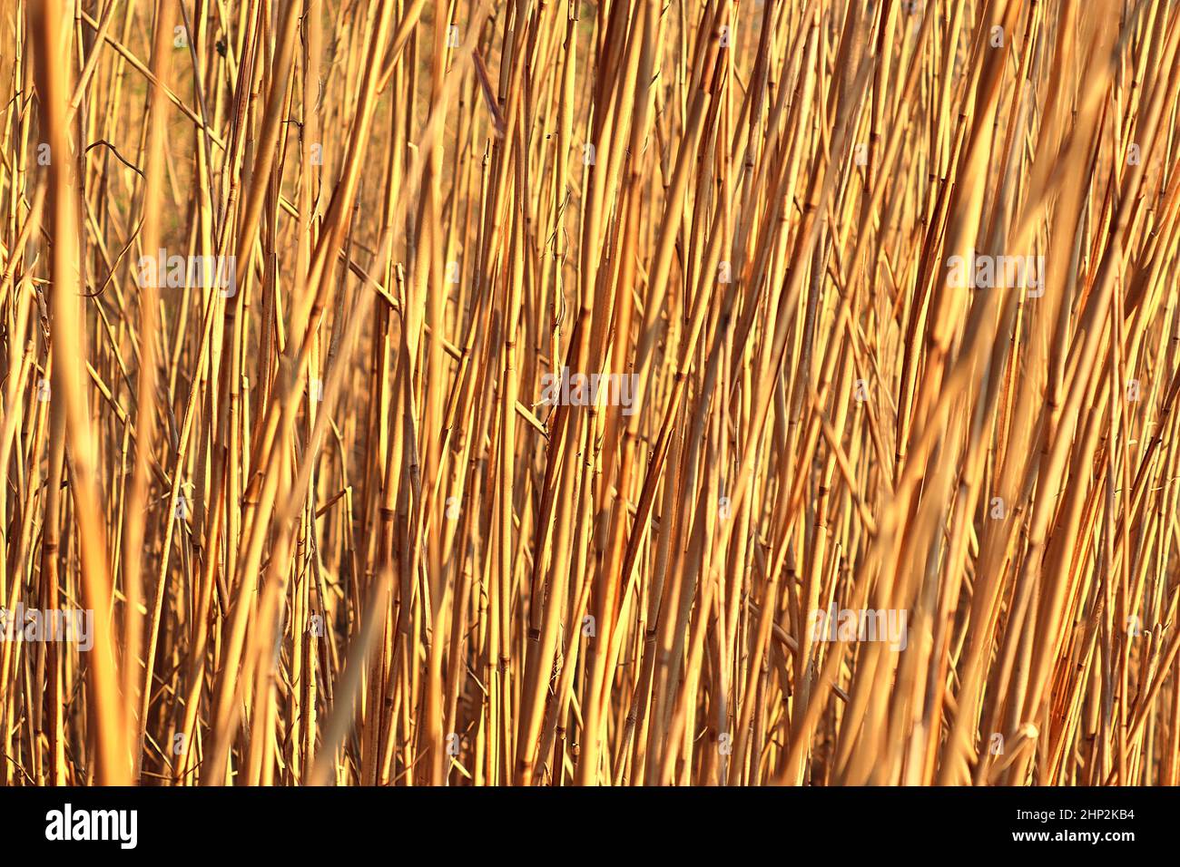 Close up view at the surface of reed Stock Photo - Alamy