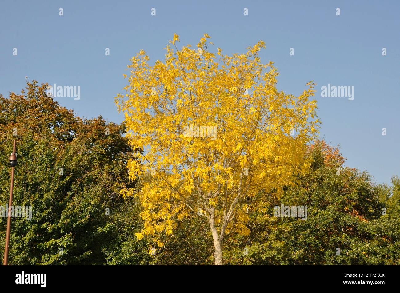 Tree in autumn colors in Normandy Stock Photo - Alamy