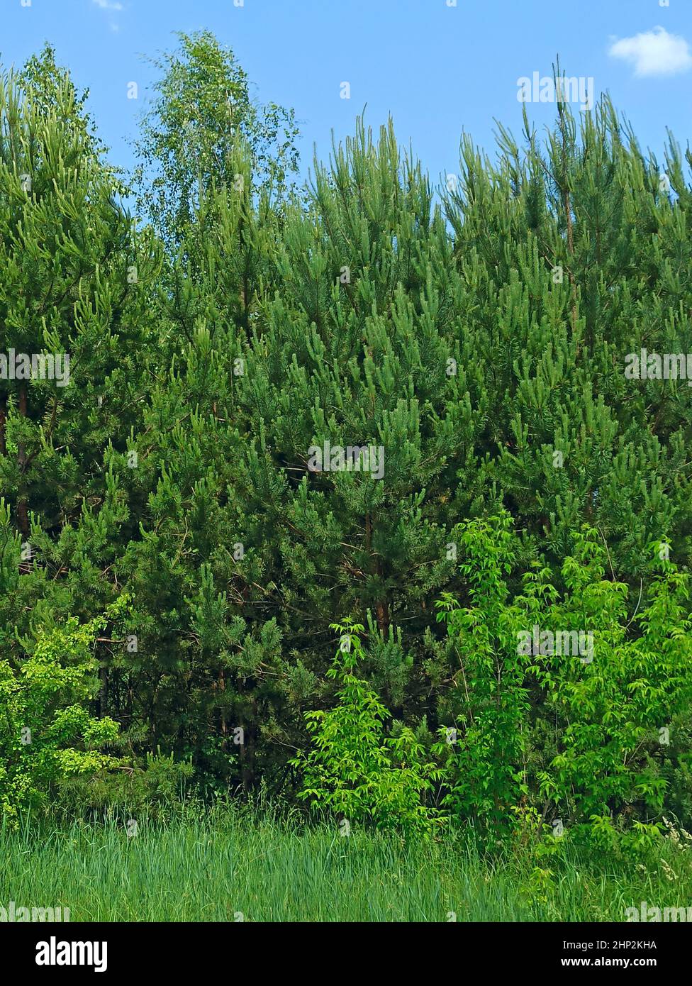 Branches of pine close up in forest. Dense pine forest. Forest trees ...